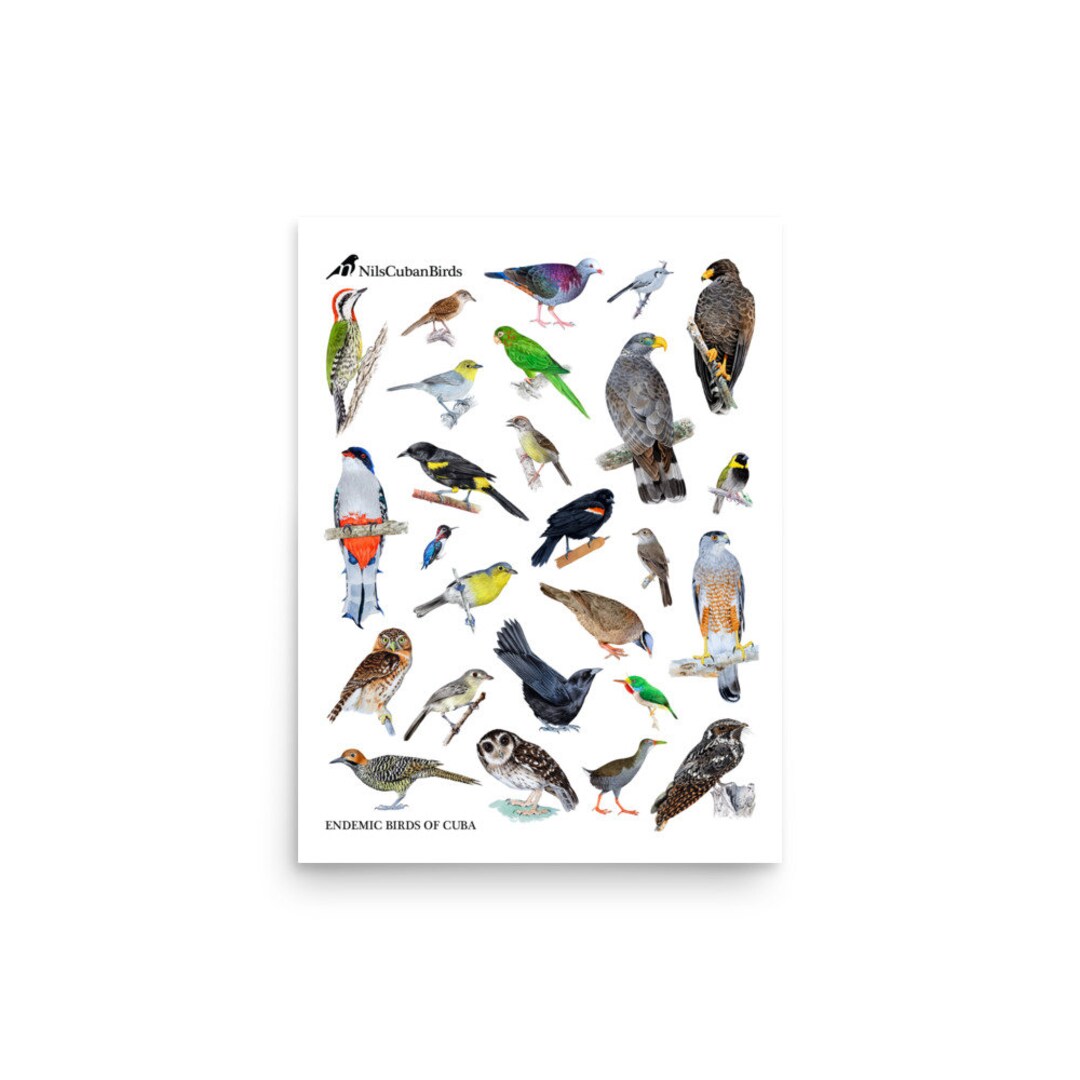 Endemic Birds 18x24 Enhance Matte Paper Poster - Etsy