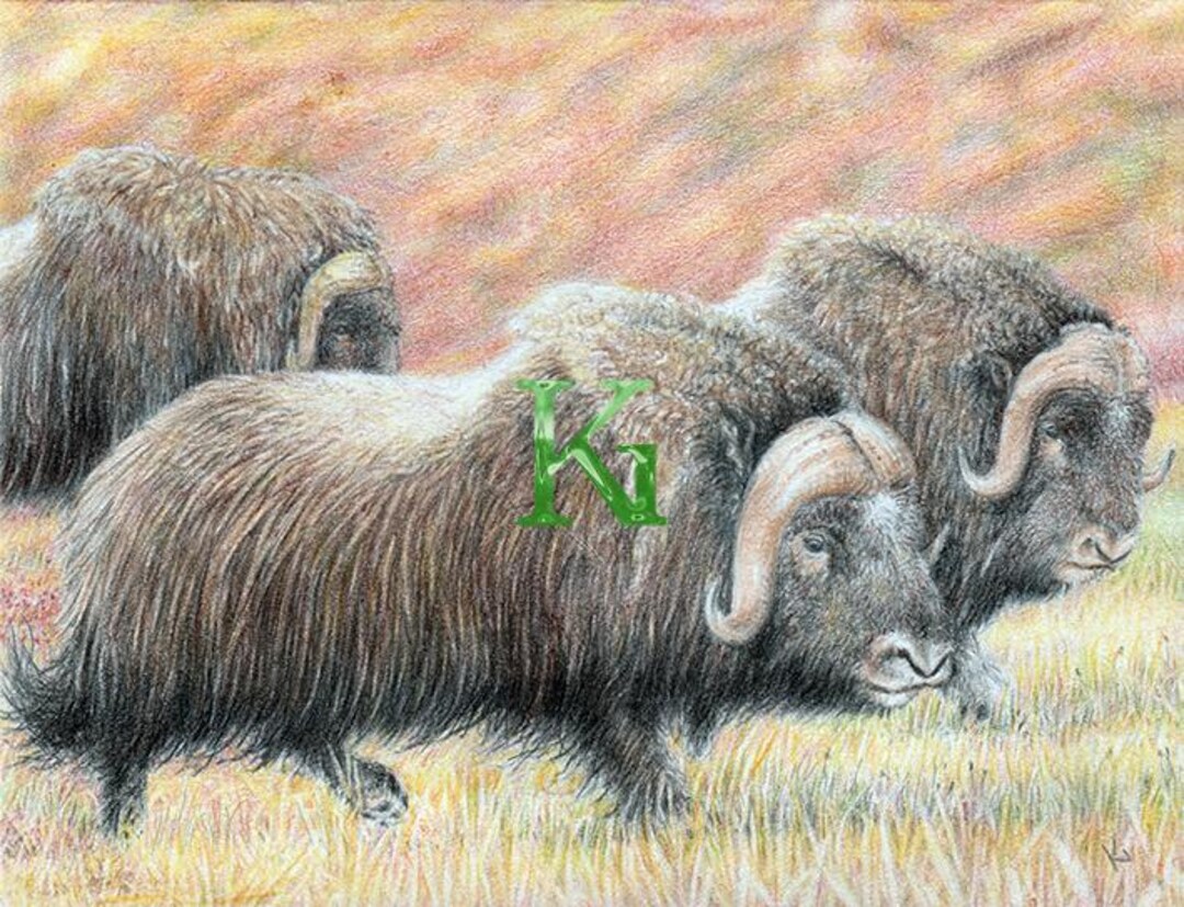 KG Cards "musk Ox" Greeting Card - Etsy