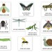 Bugs Unit Study Insect Unit Printable Homeschool Lesson Plans ...