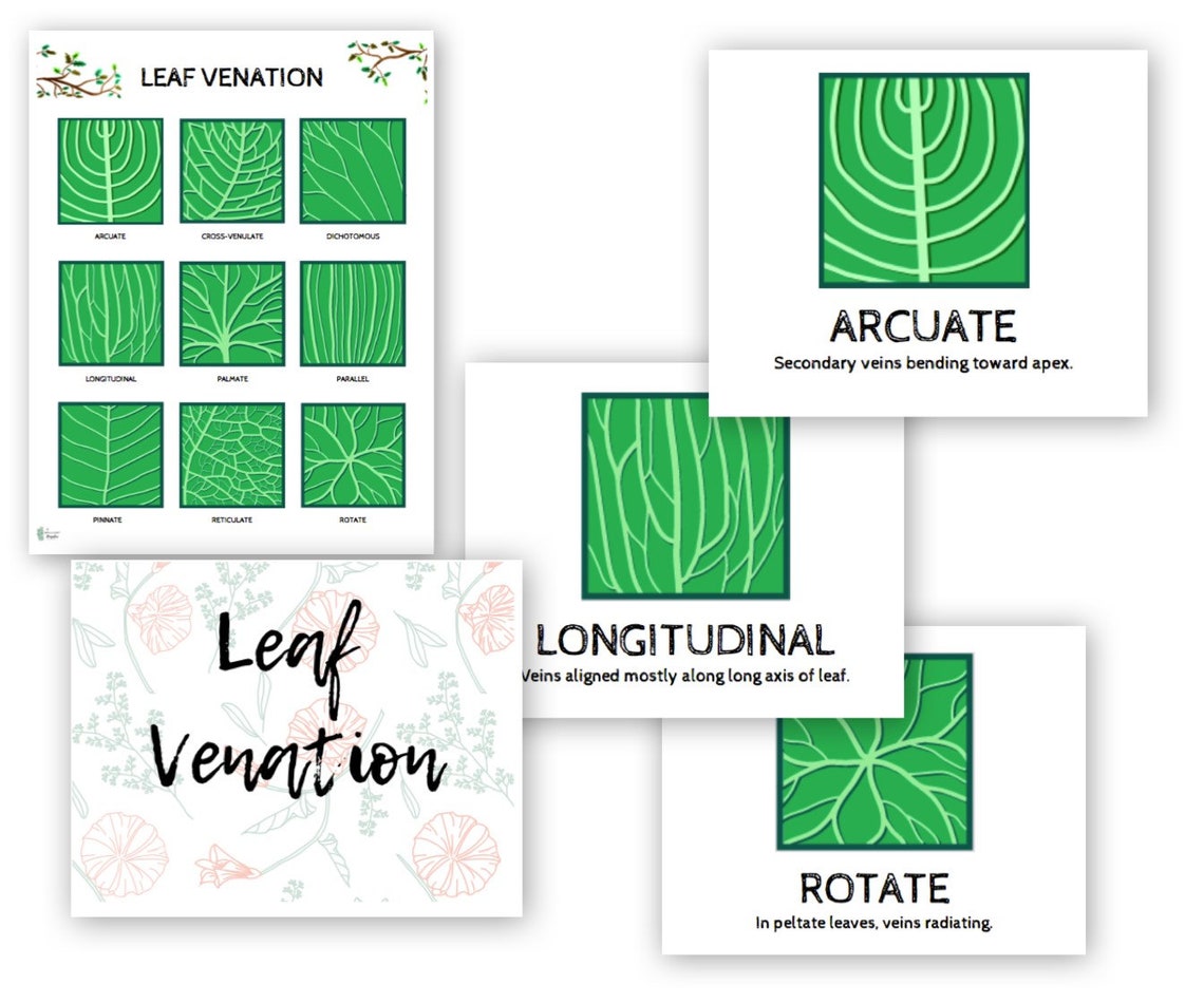 Essential Leaf Classification and Morphology Guide Shape | Etsy Canada