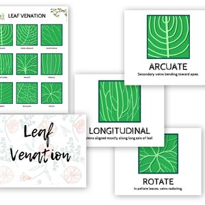 Essential Leaf Classification and Morphology Guide | Shape, Arrangement ...