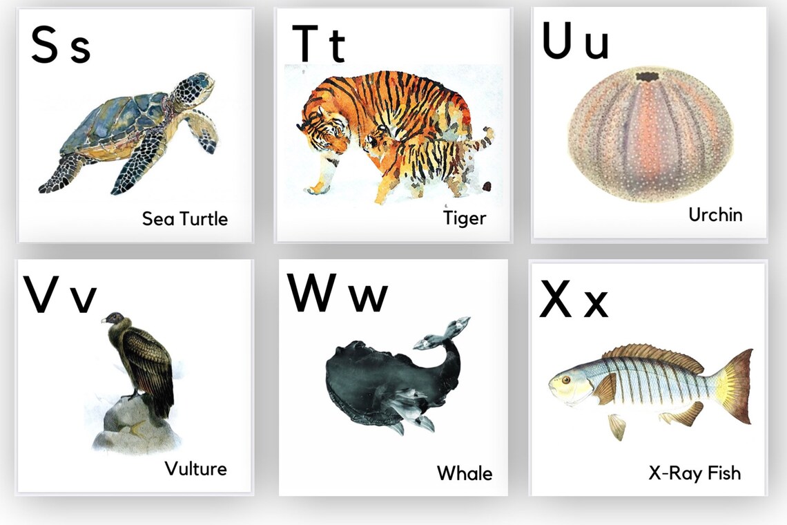 Animal Alphabet Cards | Animal Abc's | Watercolor Alphabet Cards ...