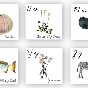 Montessori Cursive Nature Themed Alphabet Cards | Montessori Alphabet ...