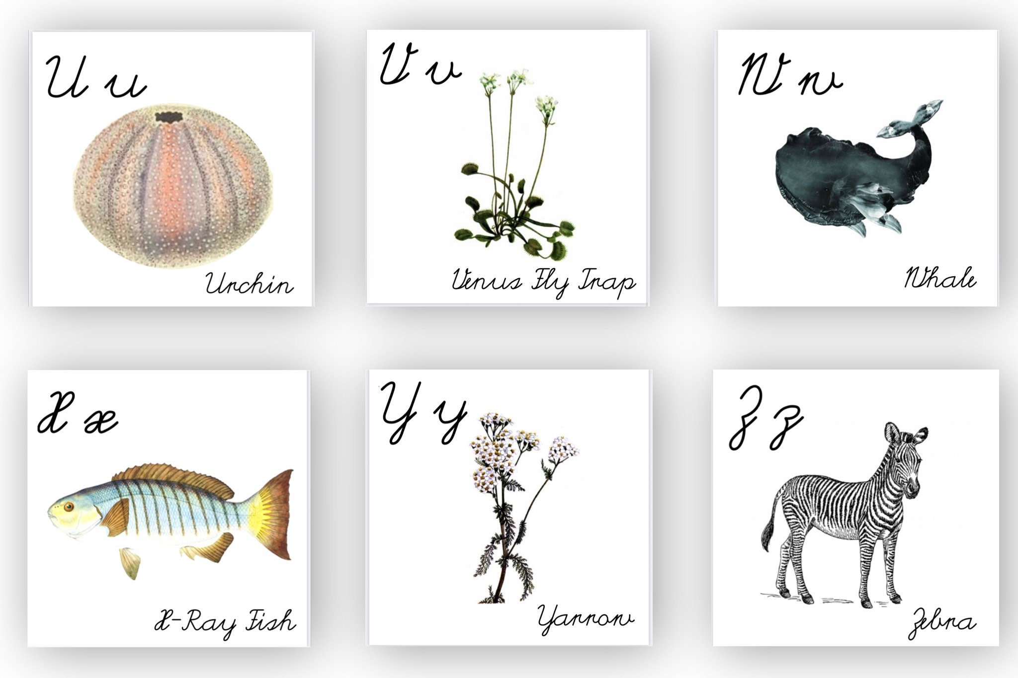 Montessori Cursive Nature Themed Alphabet Cards | Montessori Alphabet ...