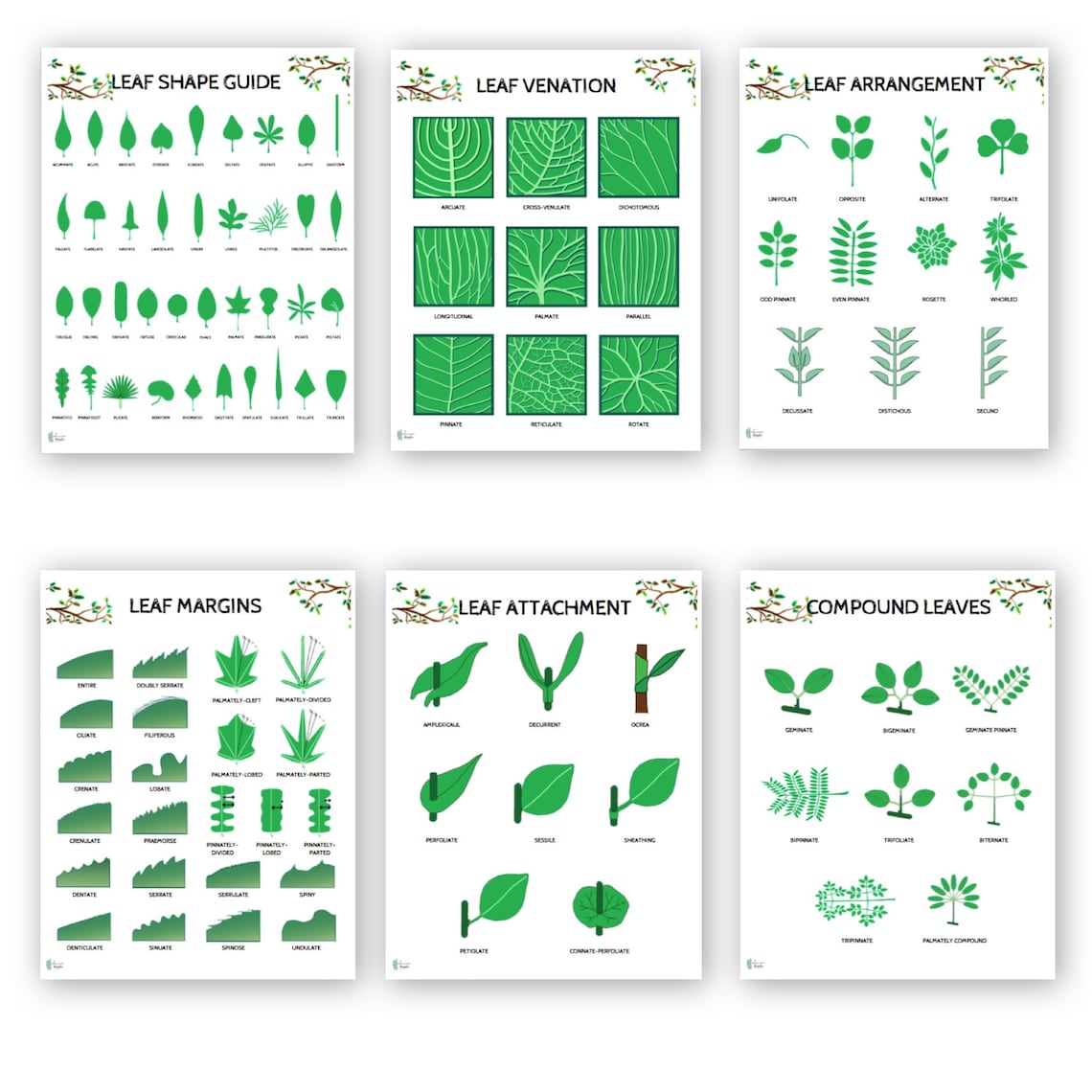 Essential Leaf Classification and Morphology Guide Shape | Etsy