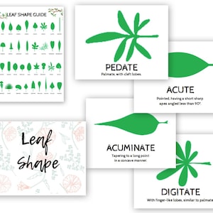 Essential Leaf Classification and Morphology Guide | Shape, Arrangement ...