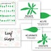 Essential Leaf Classification and Morphology Guide Shape - Etsy