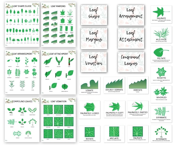 Essential Leaf Classification and Morphology Guide Shape | Etsy