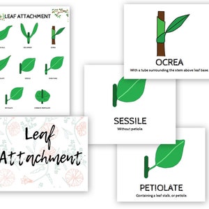 Essential Leaf Classification and Morphology Guide | Shape, Arrangement ...
