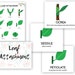 Essential Leaf Classification and Morphology Guide Shape - Etsy