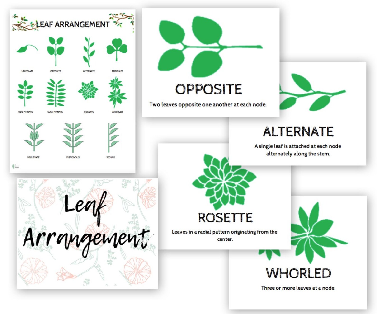 Essential Leaf Classification and Morphology Guide Shape | Etsy