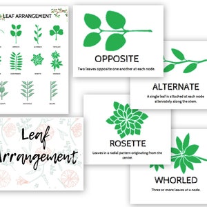 Essential Leaf Classification and Morphology Guide | Shape, Arrangement ...