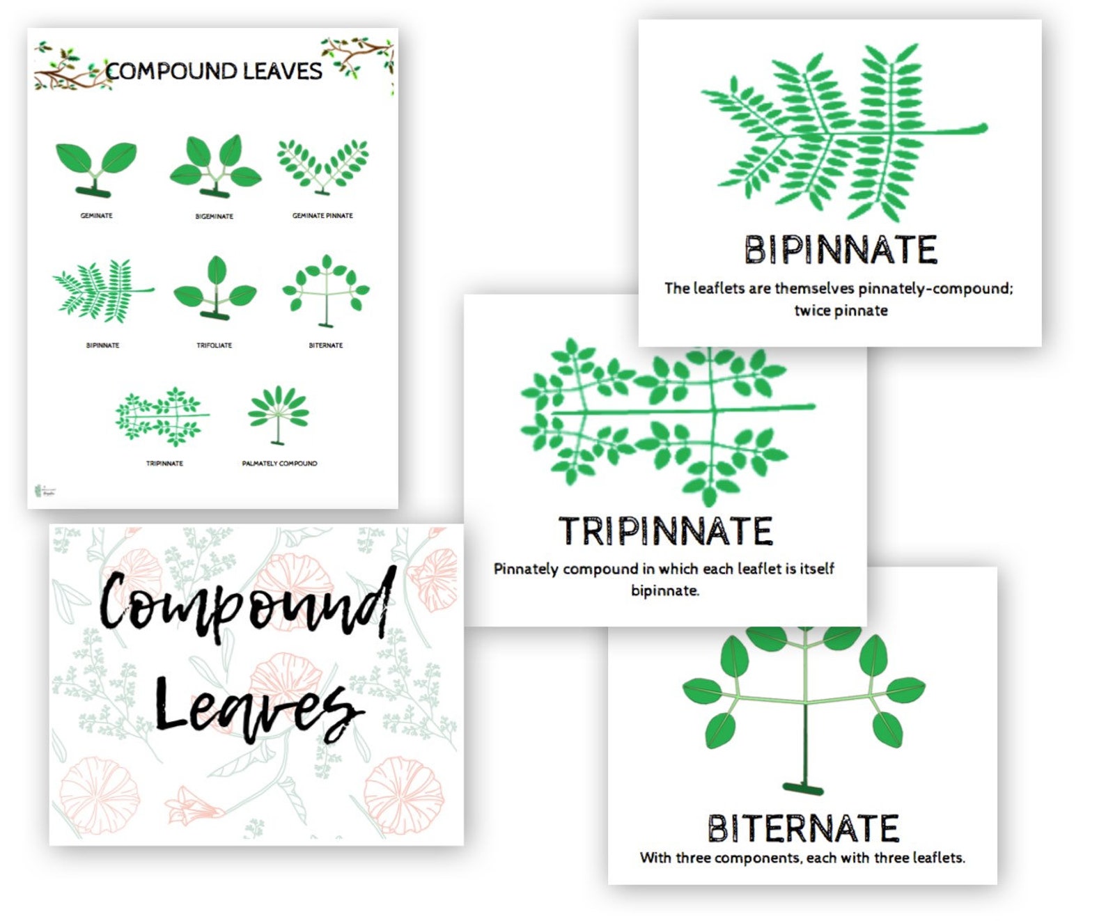 Essential Leaf Classification and Morphology Guide Shape | Etsy