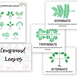 Essential Leaf Classification and Morphology Guide | Shape, Arrangement ...