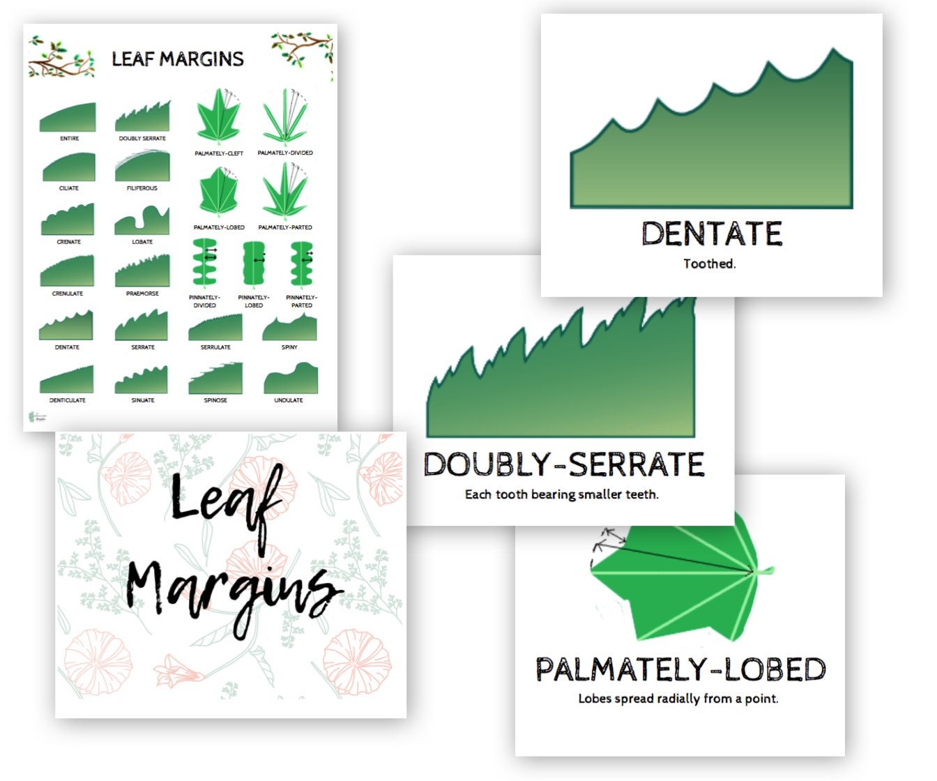 Essential Leaf Classification and Morphology Guide Shape - Etsy Singapore
