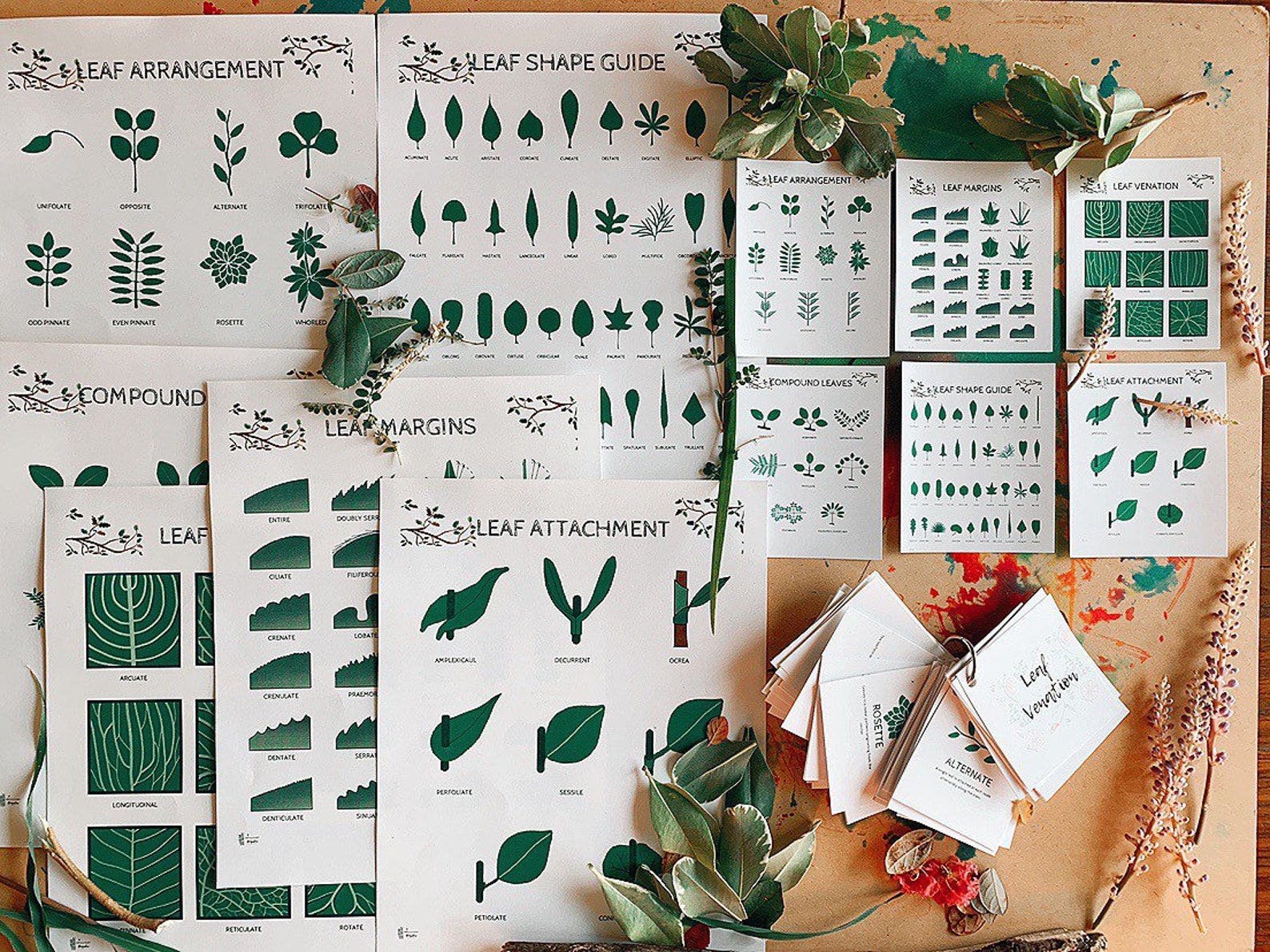 Essential Leaf Classification and Morphology Guide Shape | Etsy