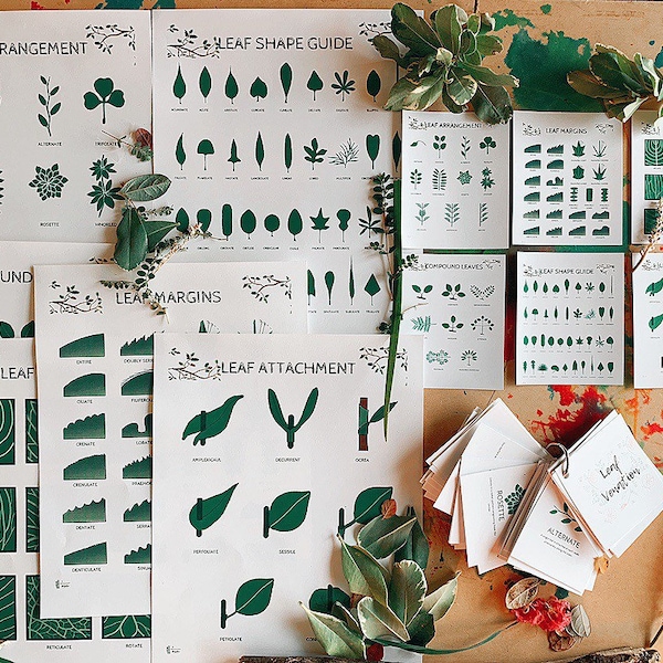 Leaf Identification Print - Etsy