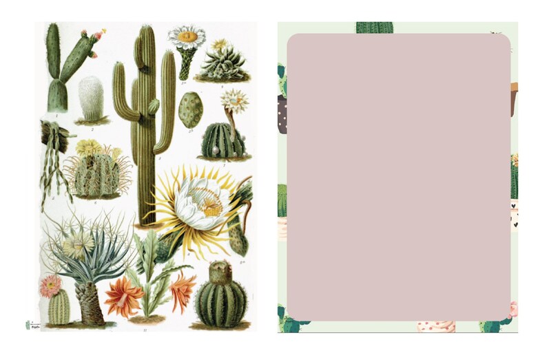 Cactus Unit Study | Cactus Themed Activities | Printable Lesson Plans ...