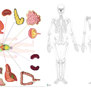Human Body Unit Study | Human Anatomy Activities | Printable Human Body ...