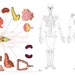Human Body Unit Study Human Anatomy Activities Printable - Etsy