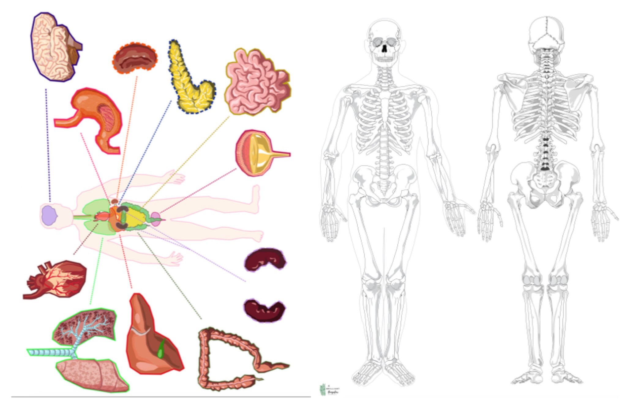 Human Body Unit Study Human Anatomy Activities Printable | Etsy