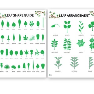 Essential Leaf Classification and Morphology Guide | Shape, Arrangement ...