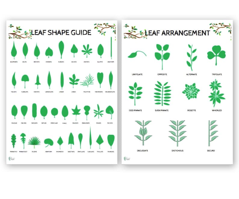 Essential Leaf Classification and Morphology Guide Shape | Etsy