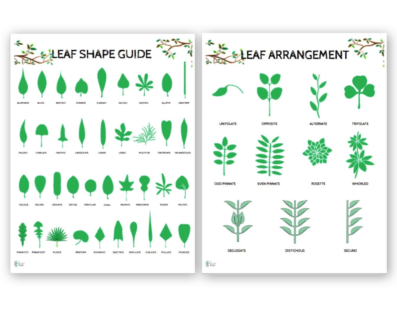 Essential Leaf Classification and Morphology Guide Shape - Etsy Canada