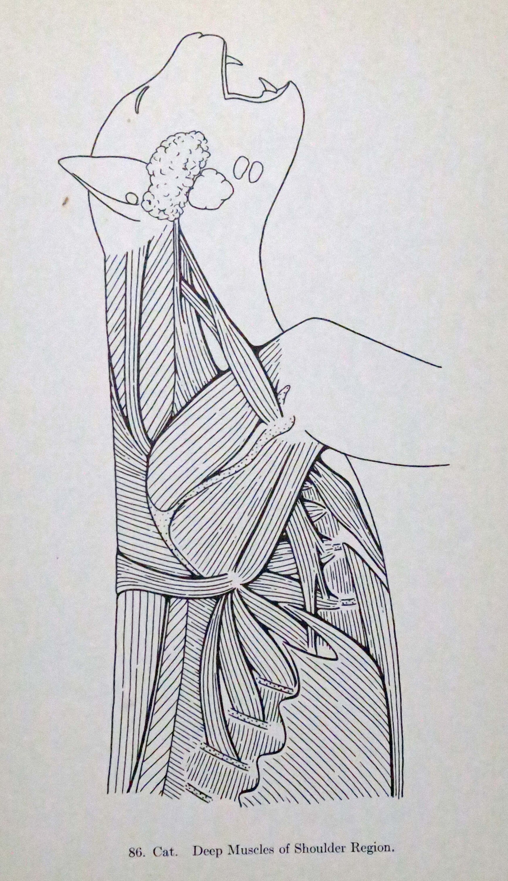 Atlas of Outline Drawings for Vertebrate Anatomy by Samuel | Etsy