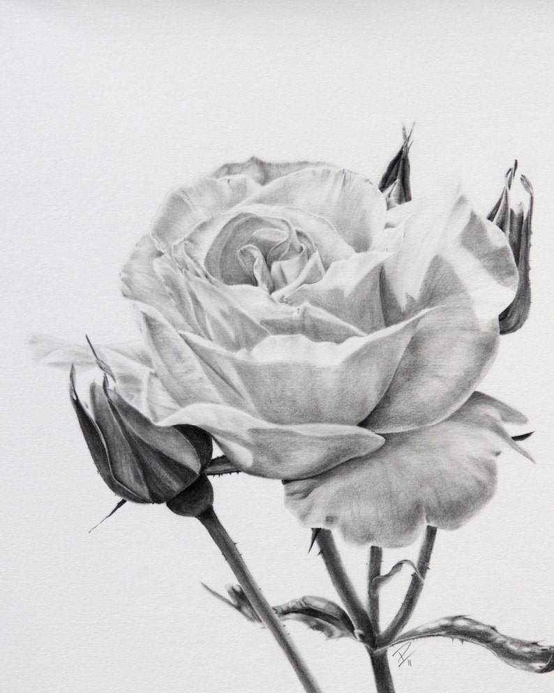 Rose in Graphite - Etsy