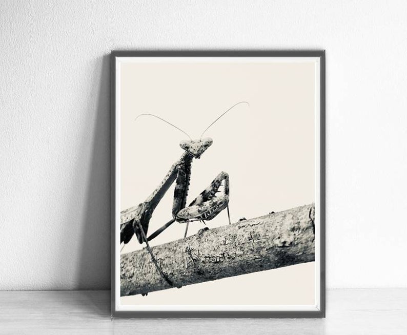 Praying Mantis Print Black and White Nature Photograph - Etsy