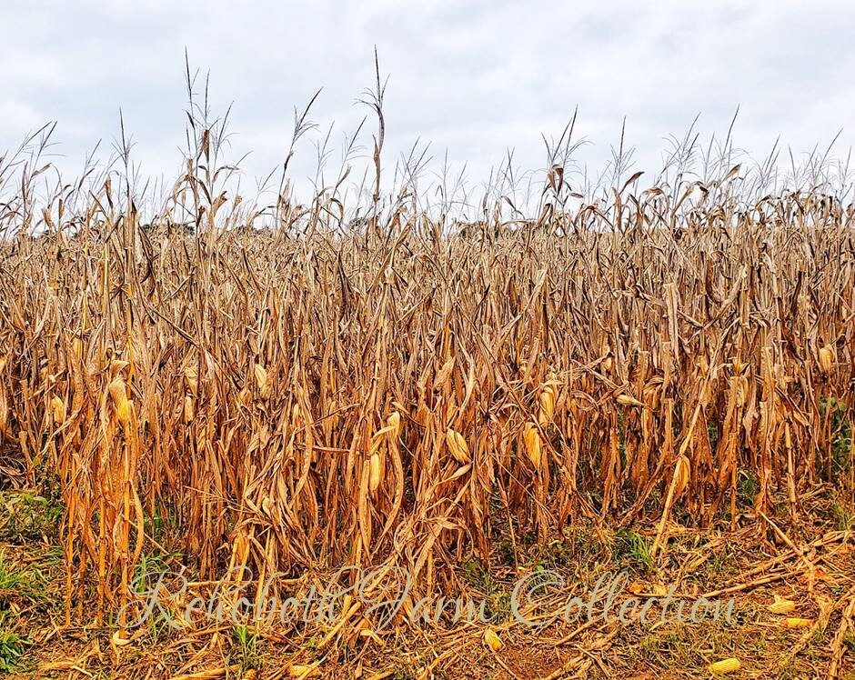 Printable Set of 4 Nature Photos Orange Wall Art Fall Colors - Etsy