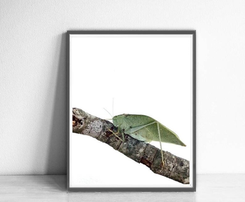 Minimalist Nature Photograph Katydid Insect Printable Portrait - Etsy