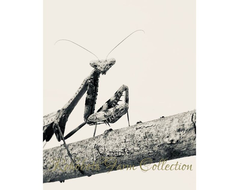 Praying Mantis Print Black and White Nature Photograph - Etsy