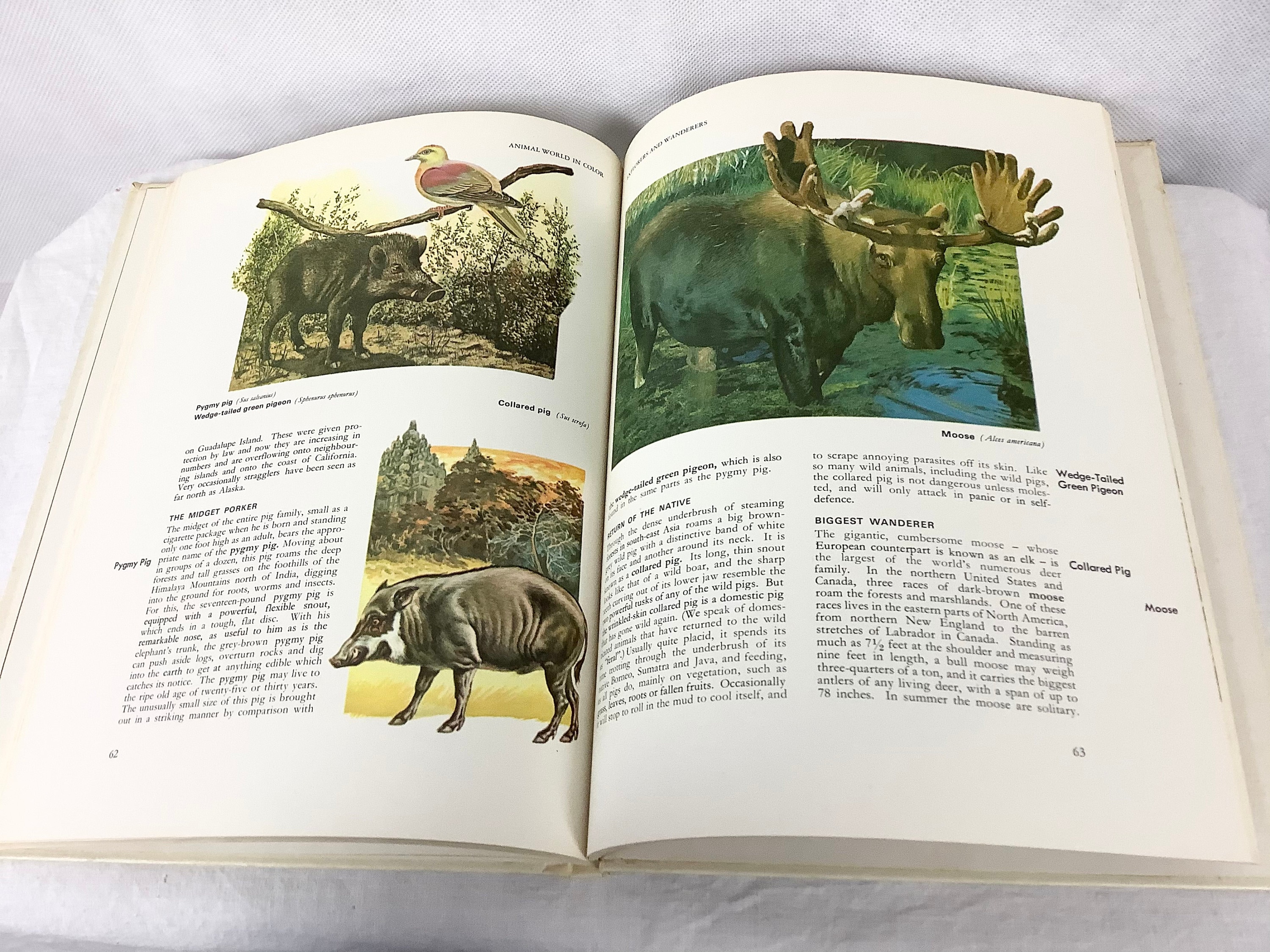 Vintage Books 1969 Wonders of the Animal World Animal World in Color ...