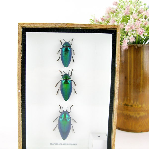 Insect Display Case - Etsy