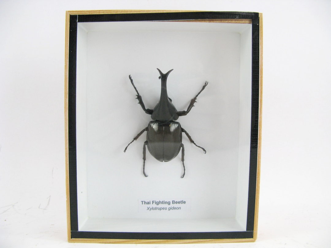 Xylotrupes Gideon M Real Exotic Insect in the Showcase Wood - Etsy