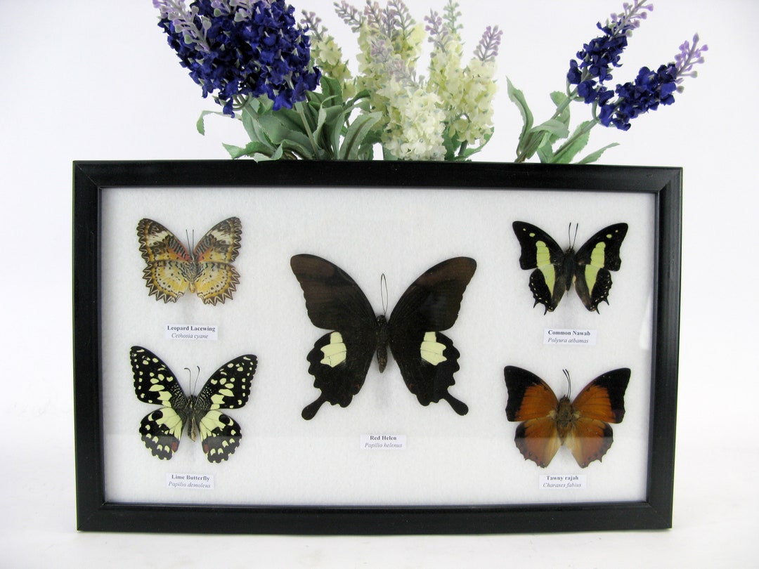5 Prepared Real Butterflies - 5 Random Butterflies in the Display Case ...