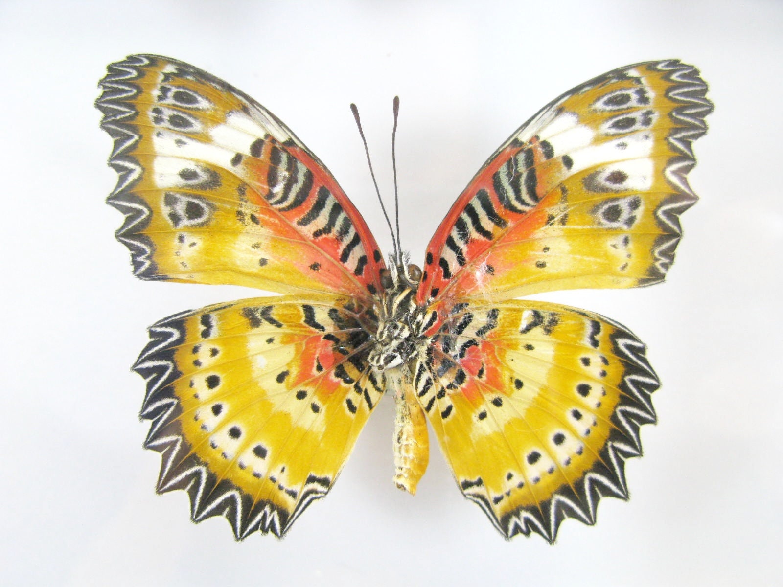 12 3 Real Butterflies in a 3D Showcase Made of Wood With - Etsy