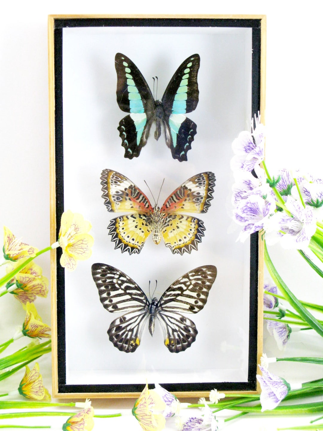 08 3 Real Butterflies in a 3D Showcase Made of Wood With - Etsy