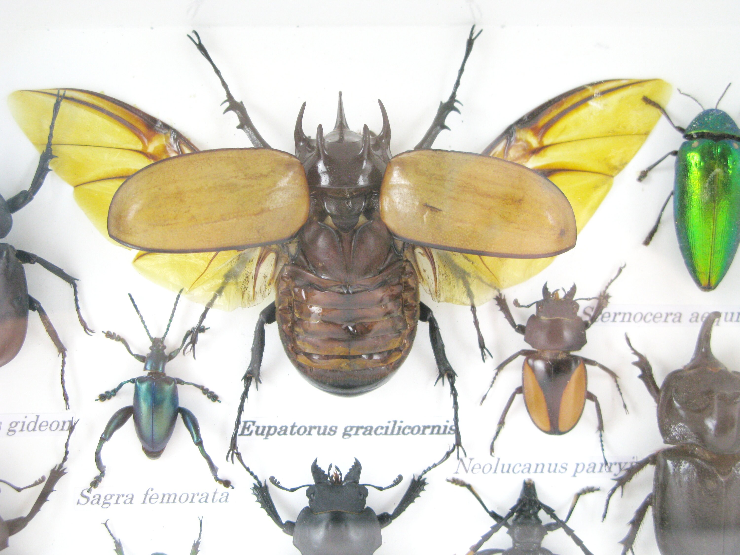 Insectos exóticos reales Tarántula Escorpión M en 3D Nueva Taxidermia ...