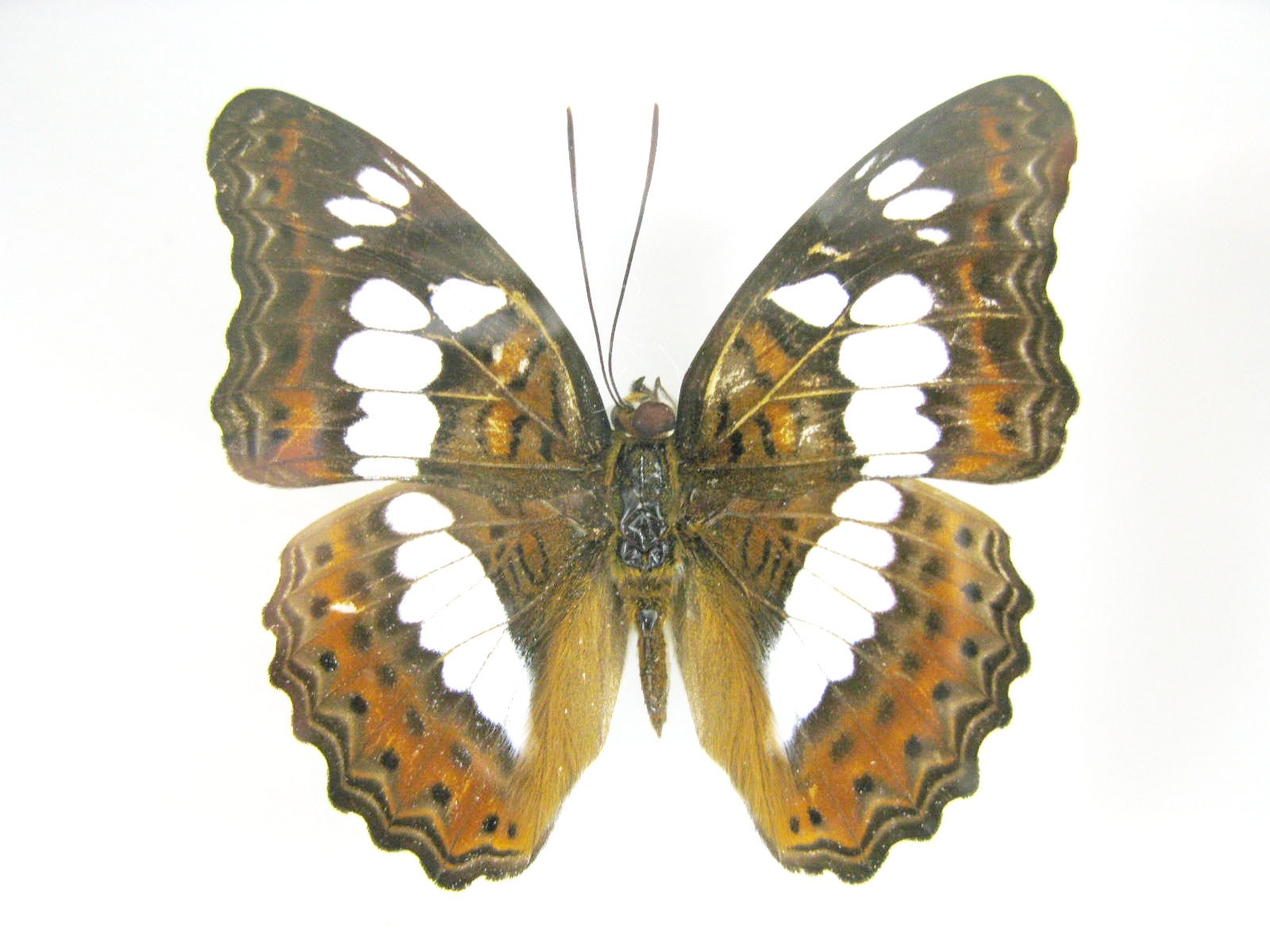 12 3 Real Butterflies in a 3D Showcase Made of Wood With - Etsy