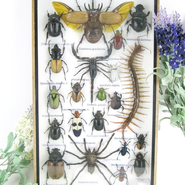 Exotic Insects - Etsy