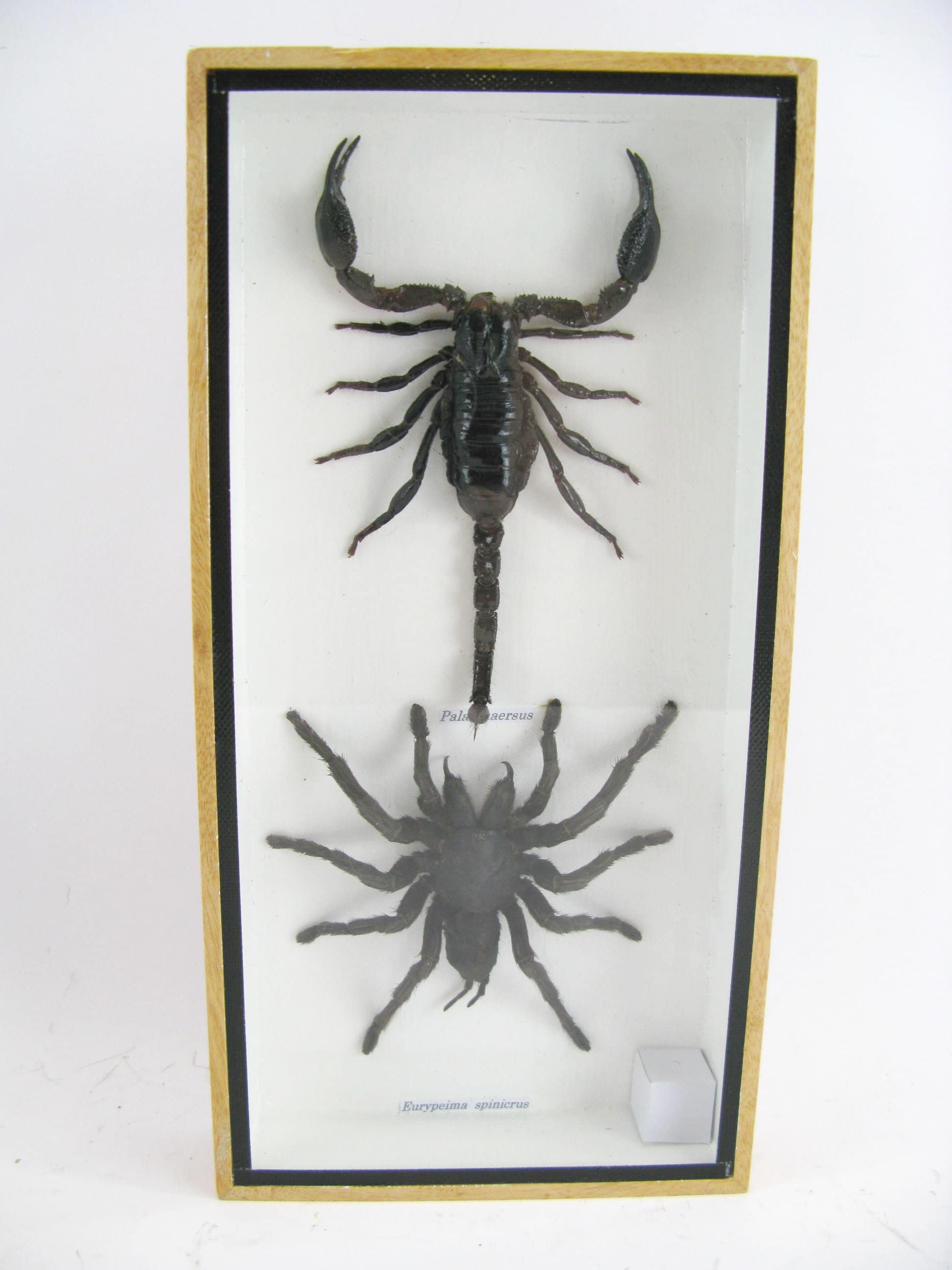 Real Exotic Giant Tarantula and Black Scorpion in 3D Showcase, Picture ...