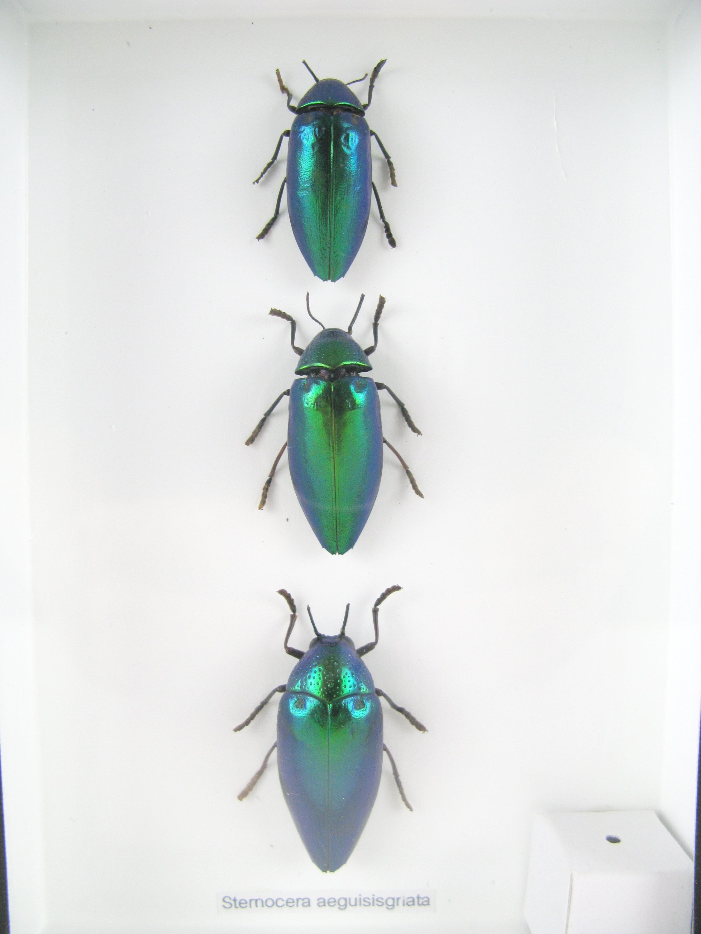 3 Sternocera aeguisignata insectos exóticos reales en una vitrina de ...