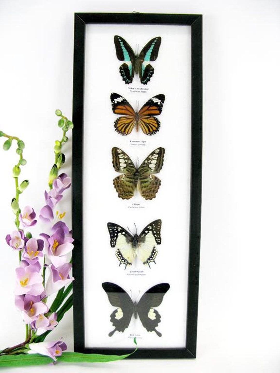 XXL37 5 Stuffed Real Butterflies Butterfly in a Showcase on - Etsy
