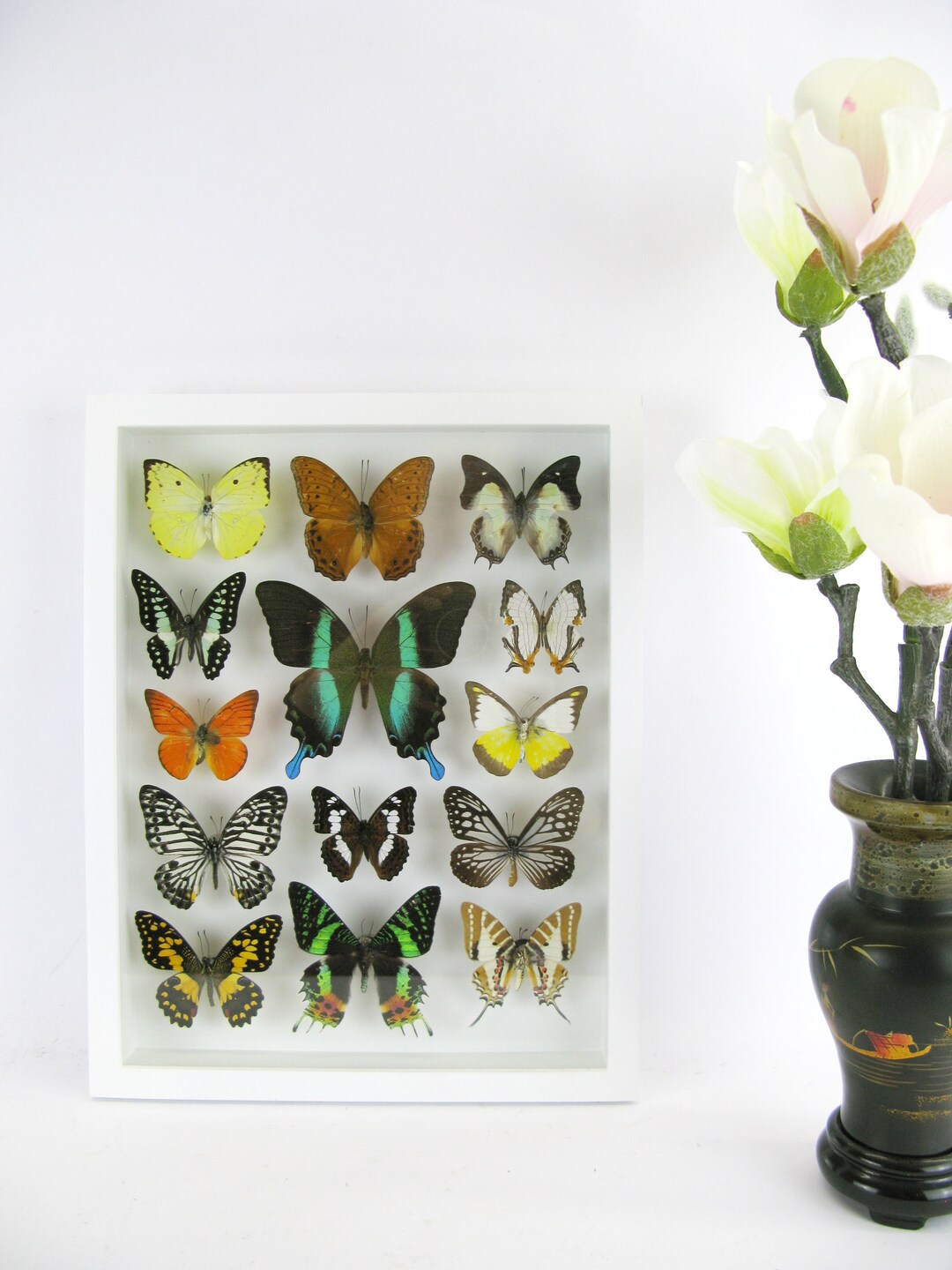 14 Stuffed Real Butterflies Butterflies in the Showcase in 3D Shadow ...