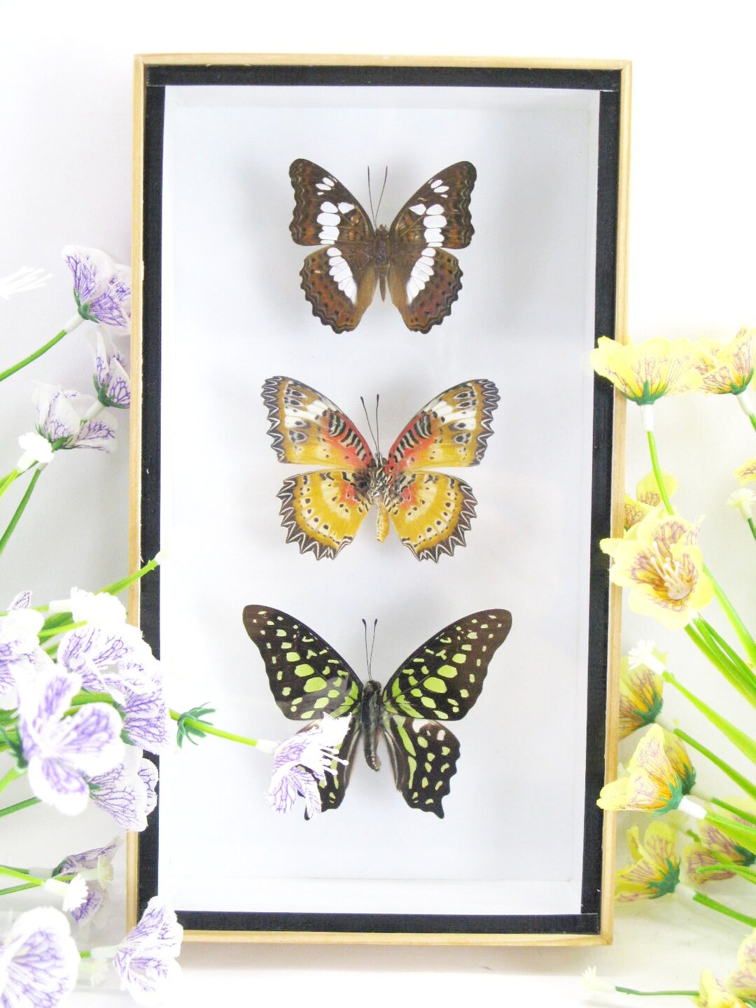 12 3 Real Butterflies in a 3D Showcase Made of Wood With - Etsy
