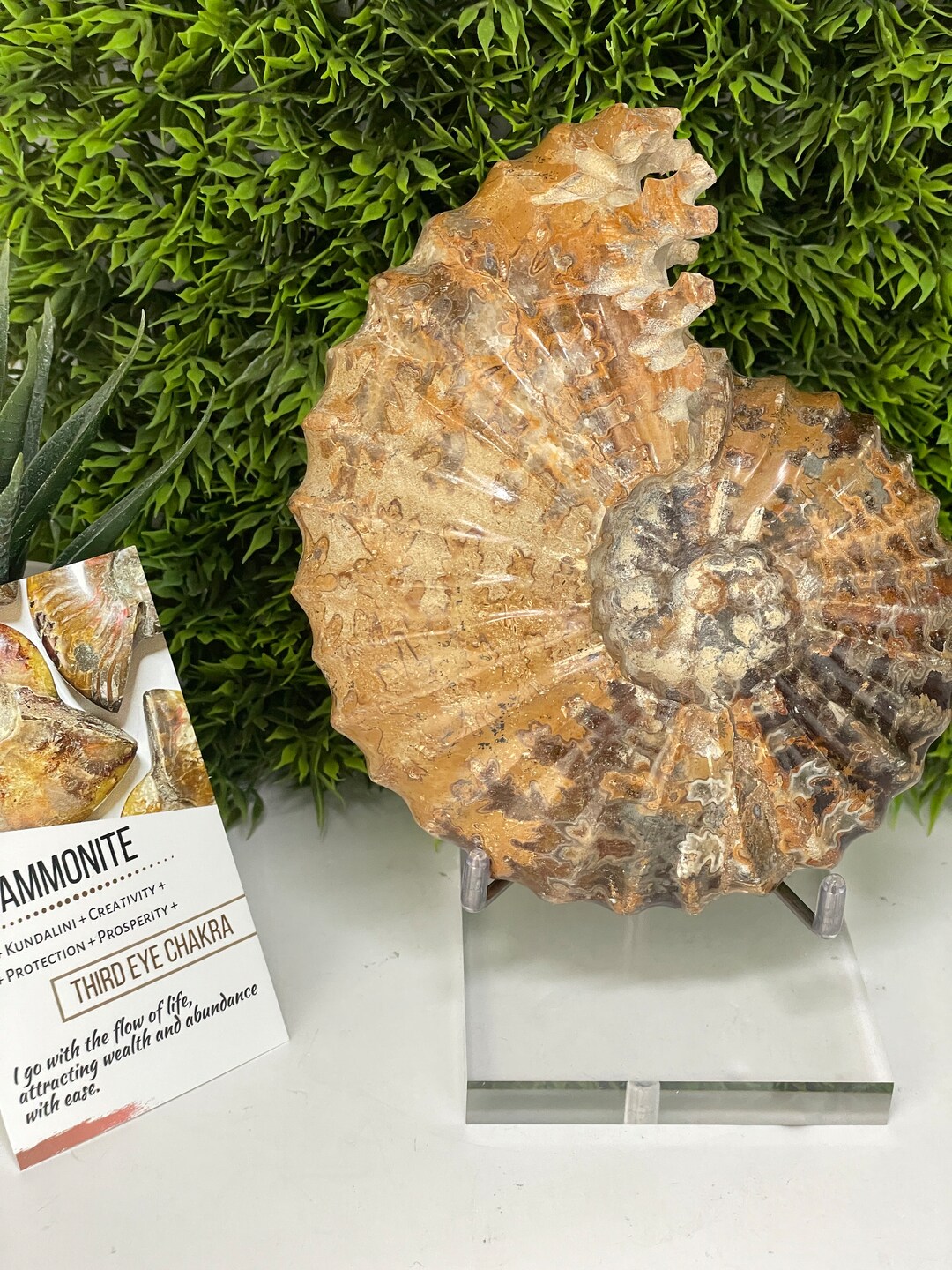 Ammonite Sacred Geometry Fossil for Altar Kundalini Energy TM37 With ...