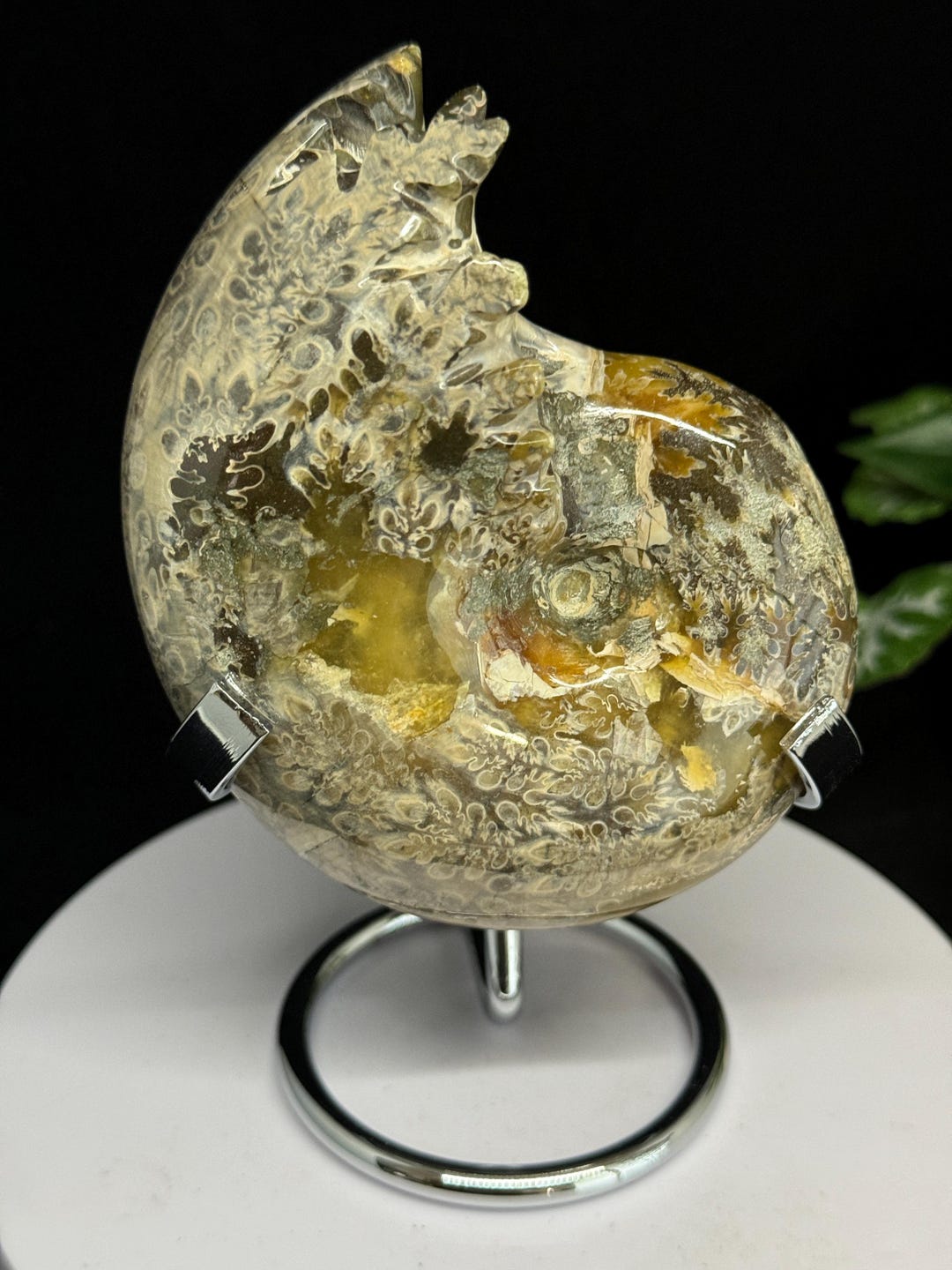 Ammonite Sacred Geometry Fossil With Stand for Altar Kundalini Energy ...